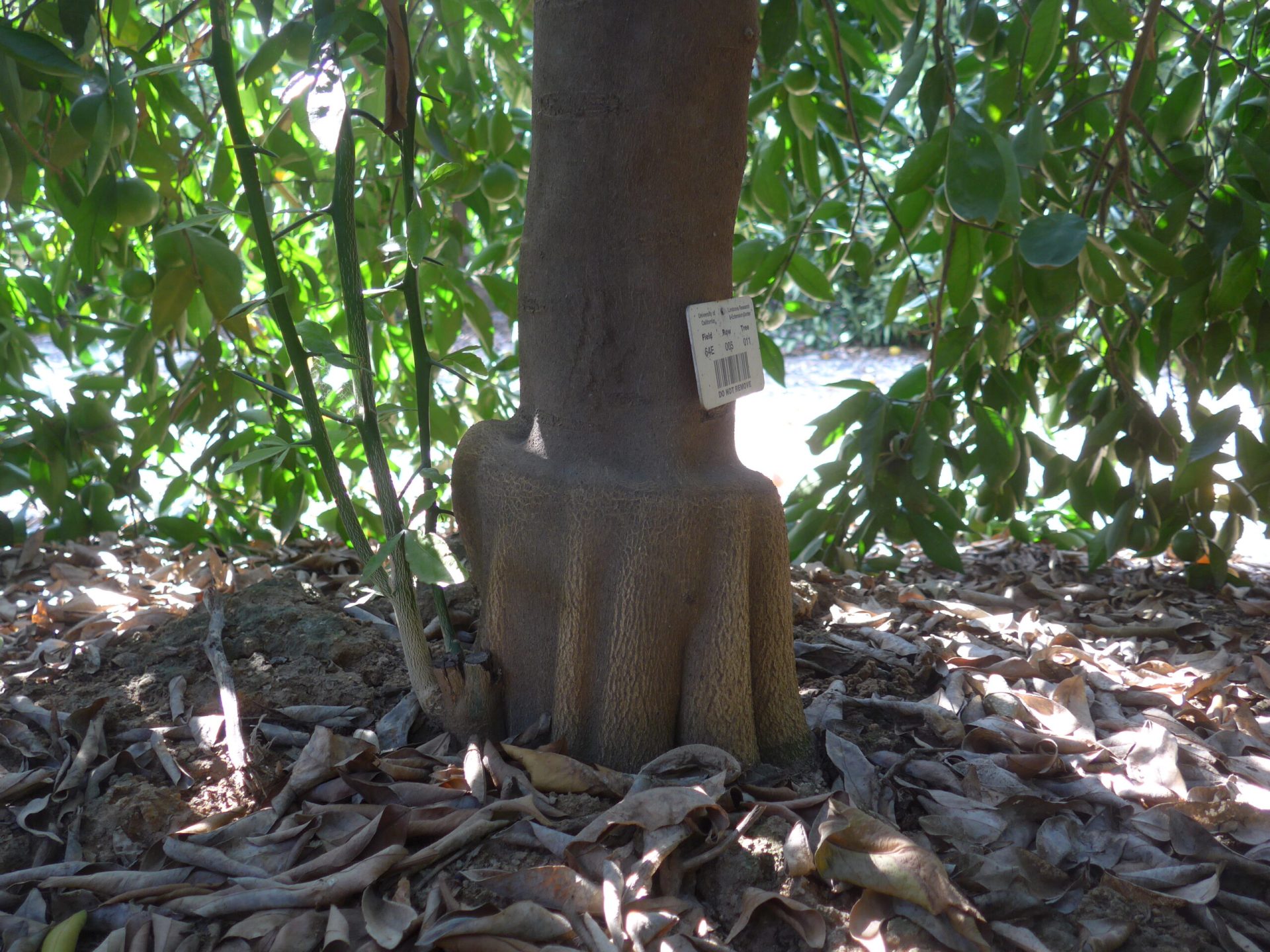 Citrus Rootstock Choices Determine Growth and Productivity ...