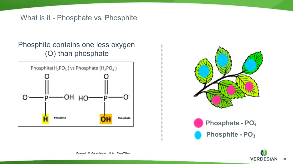 Phosphate vs Phosphite: Part One | Progressive Crop Consultant