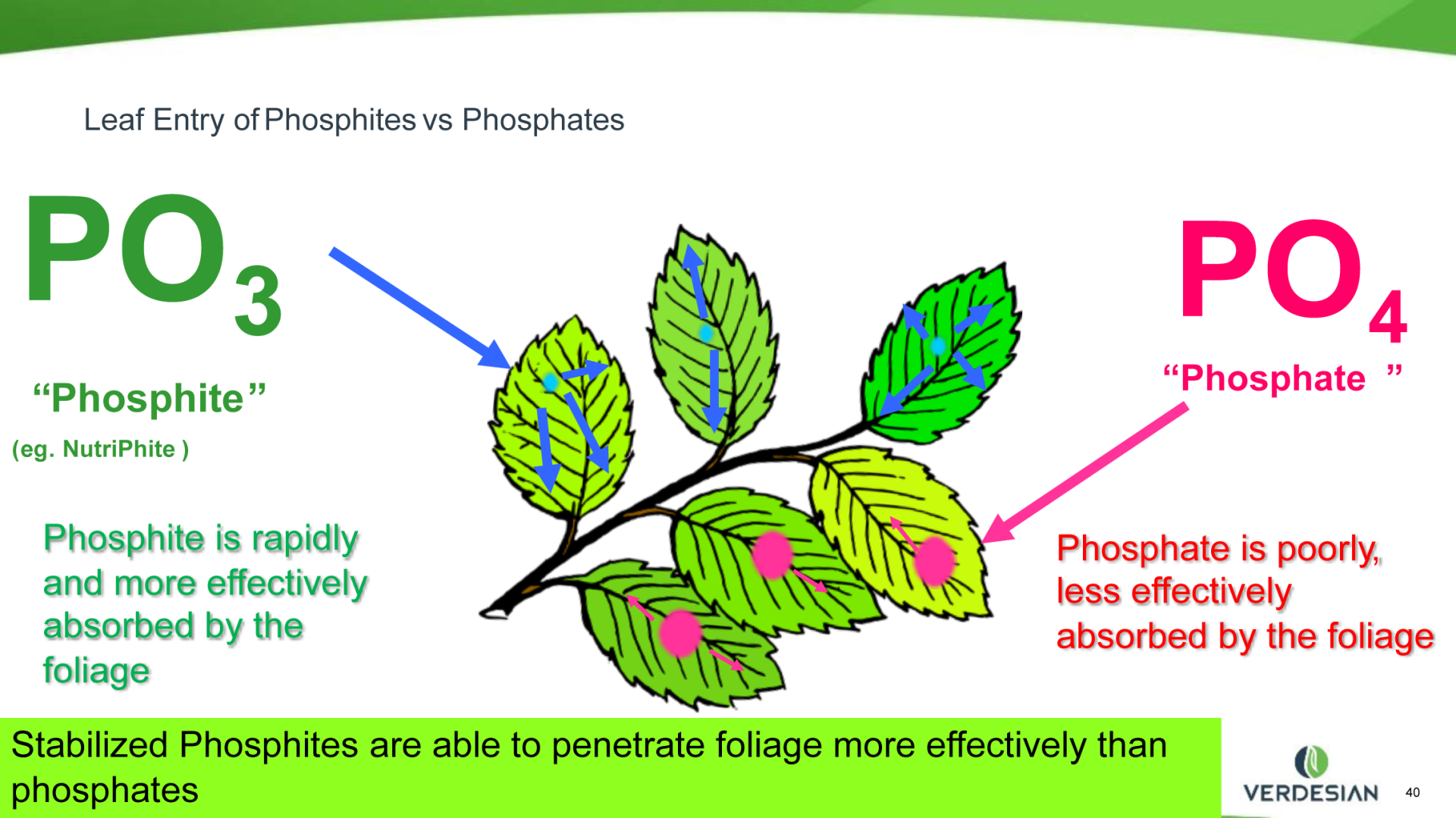 Phosphate vs Phosphite: Part One | Progressive Crop Consultant