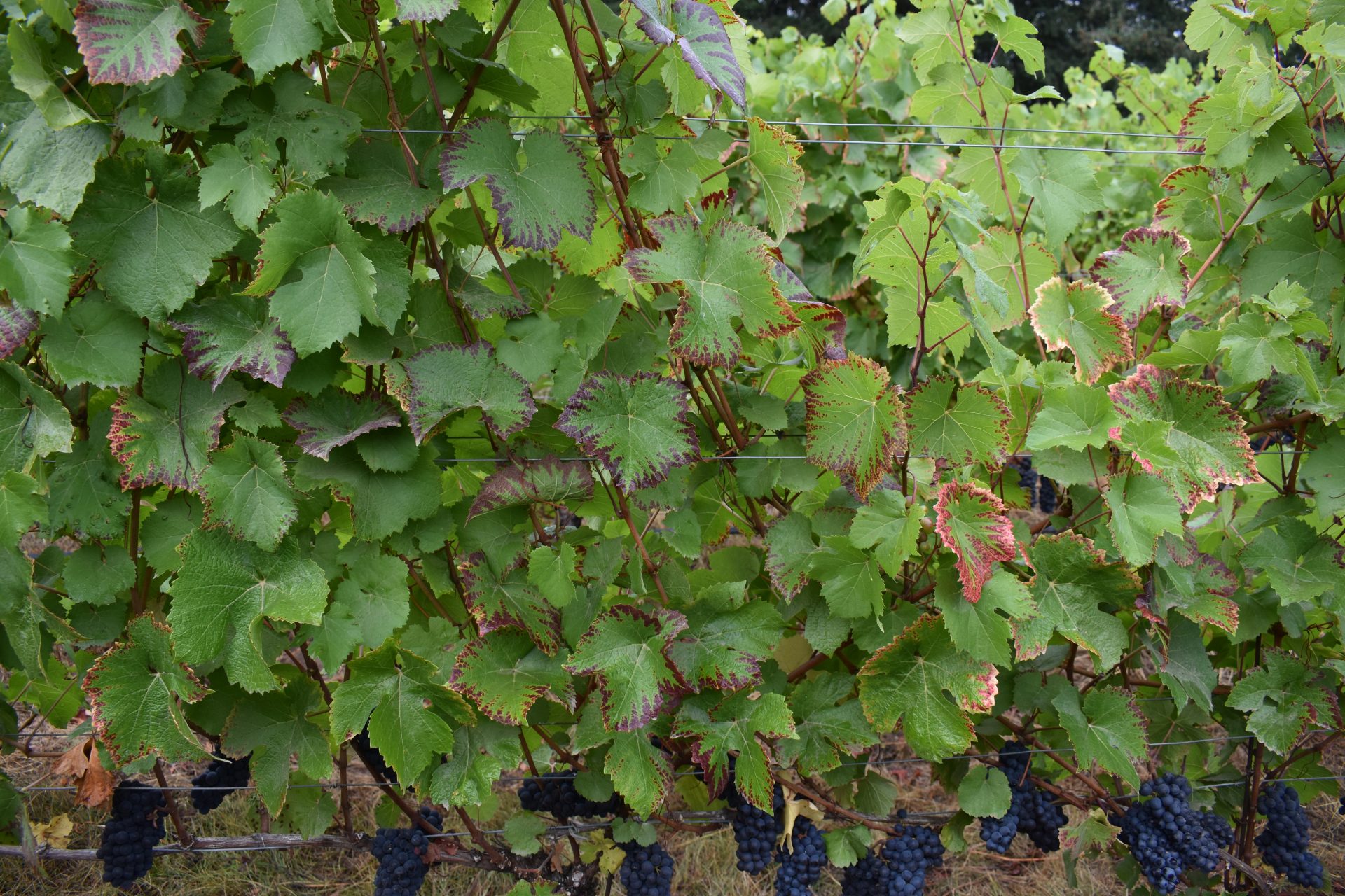 Foliar Fertilization of Grapevines: What We Know and Don’t Know ...