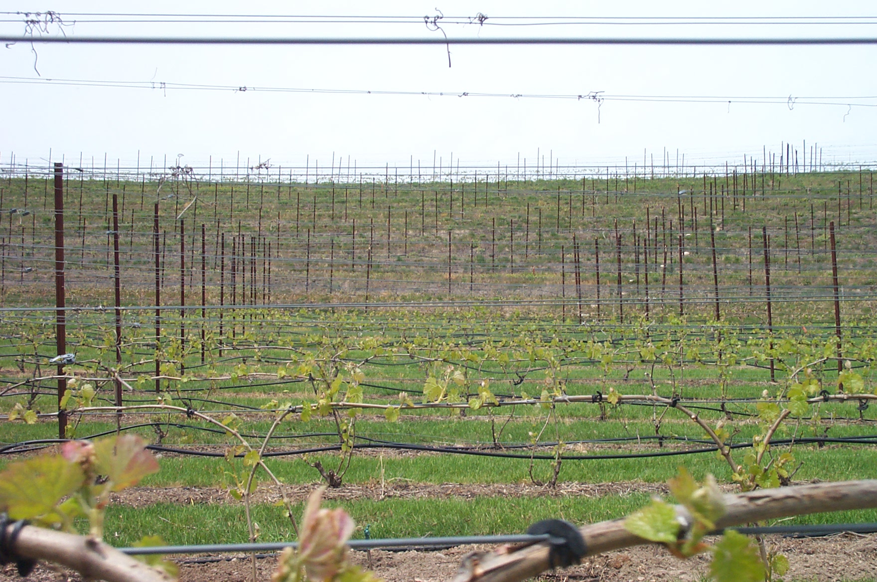 The Five Rs of Nutrition in the Vineyard | Progressive Crop Consultant