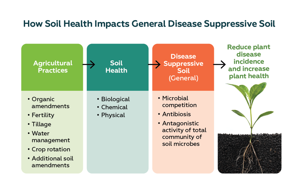 The Key to Building a Soil that Can Suppress Pathogens Naturally ...