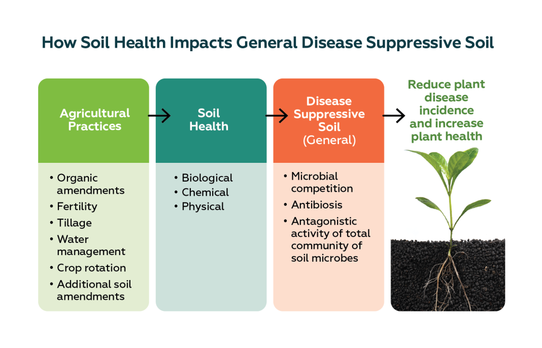 The Key to Building a Soil that Can Suppress Pathogens Naturally ...