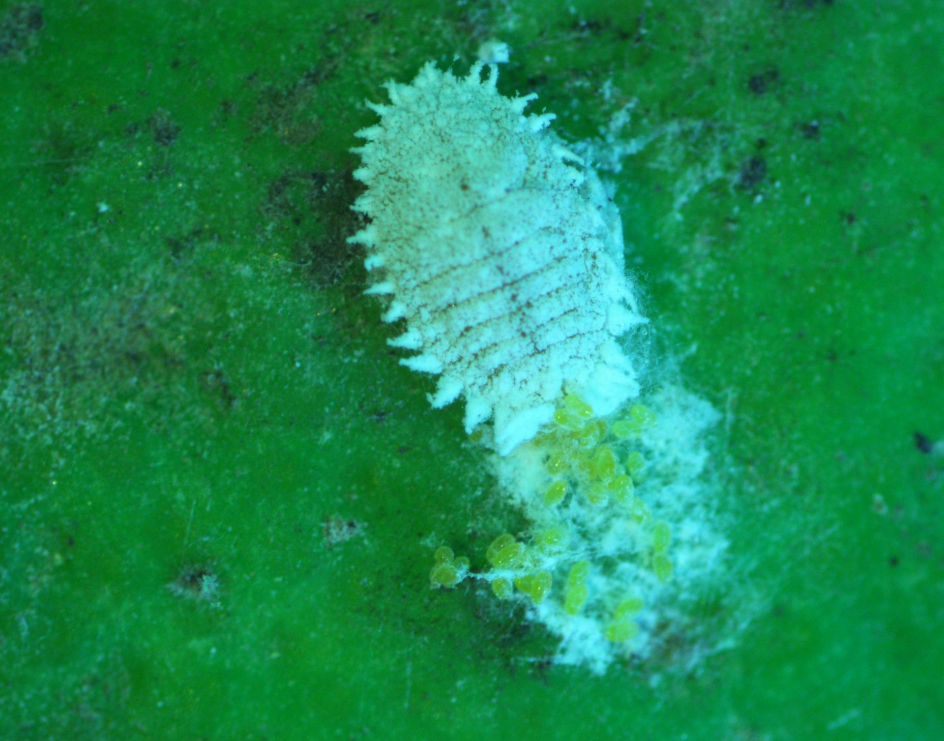 Research Updates on Integrated Pest Management for Citrus Mealybug in ...