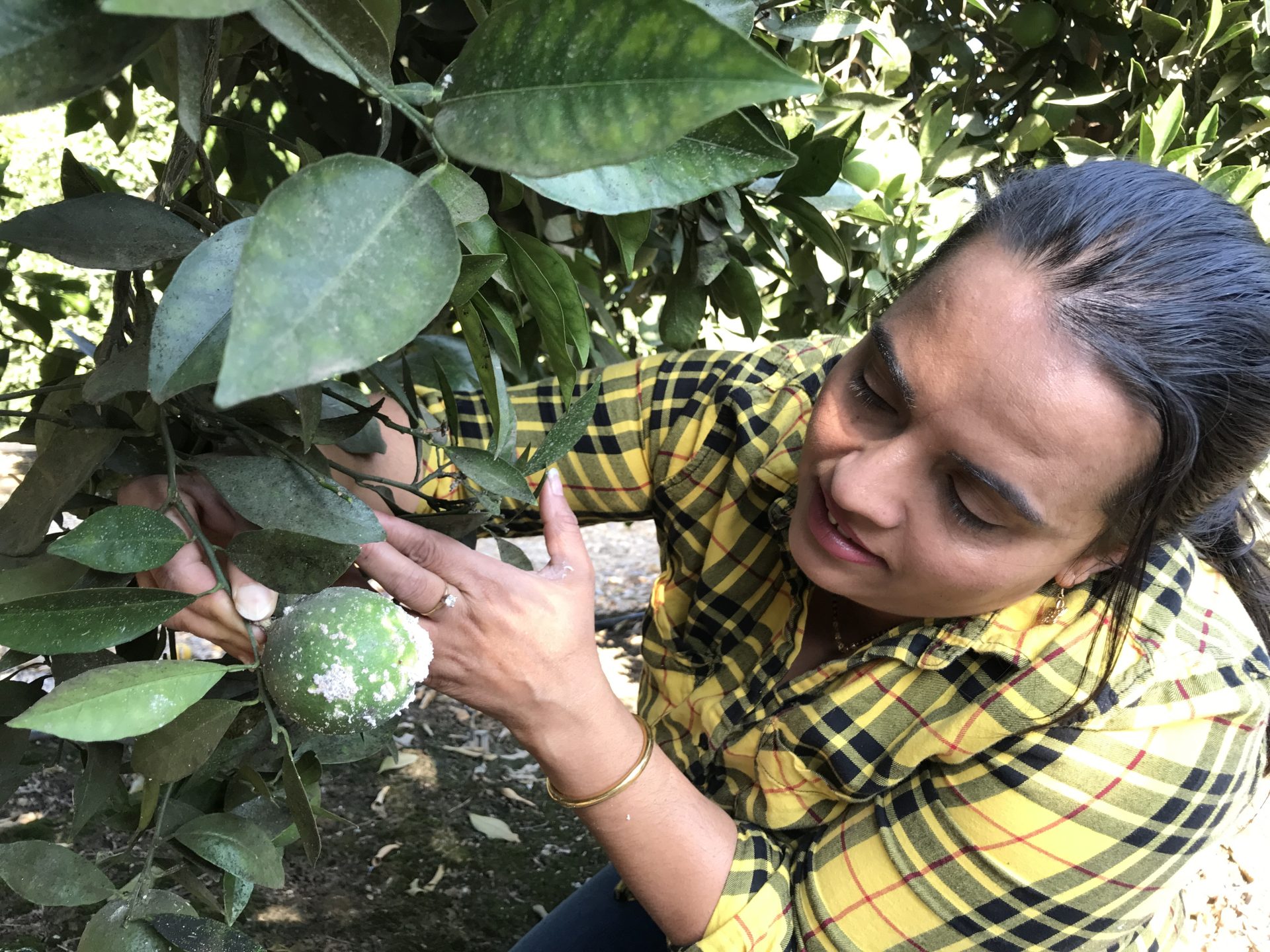 Research Updates on Integrated Pest Management for Citrus Mealybug in ...