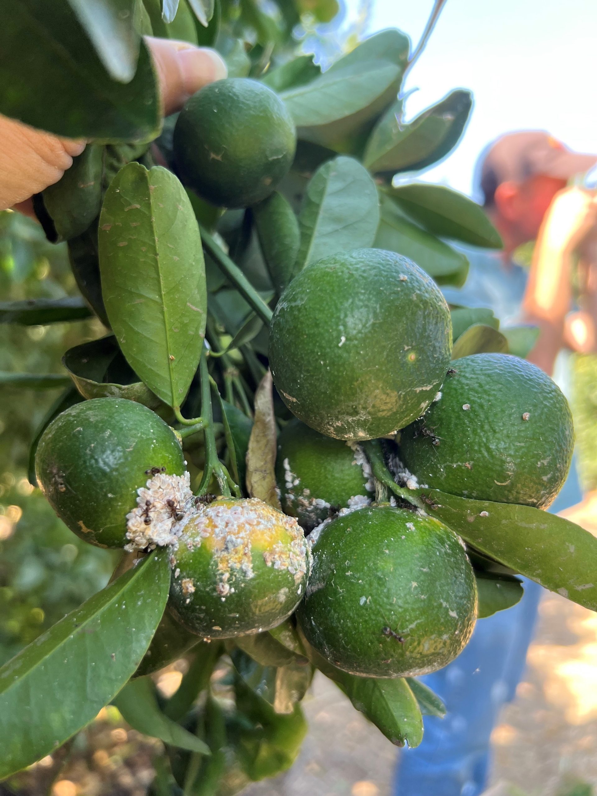 Research Updates on Integrated Pest Management for Citrus Mealybug in ...