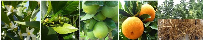 Properly Timed Foliar-Applied Urea and Phosphite Increase Citrus Yield ...