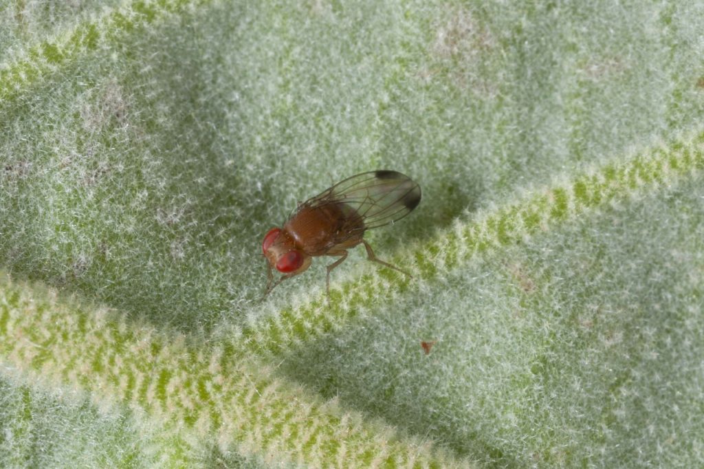 Tackling Pesticide Resistance of Spotted Wing Drosophila in Cherries ...