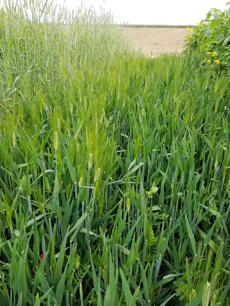 The Costs and Benefits of Growing a Cover Crop in an Annual Rotation in ...