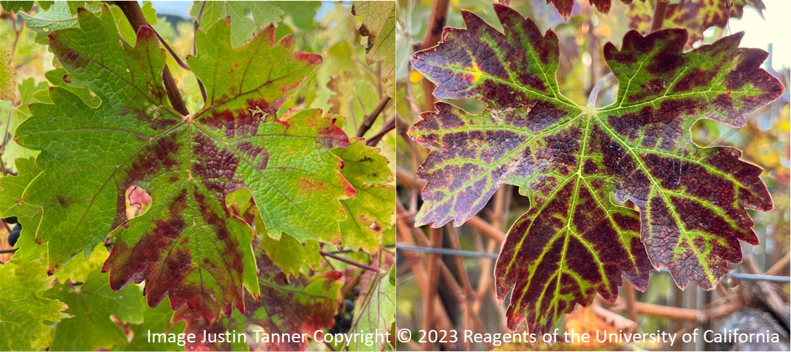 Grapevine Red Botch Virus in Comparison to Grapevine Leafroll ...