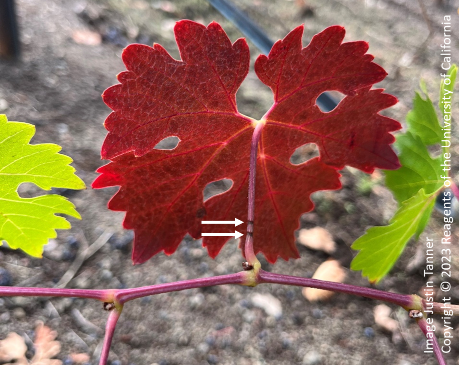 Grapevine Red Botch Virus in Comparison to Grapevine Leafroll ...