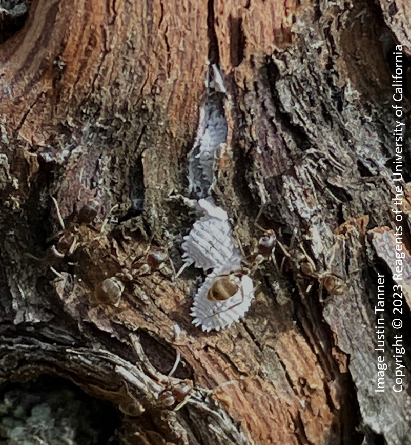 Grapevine Red Botch Virus in Comparison to Grapevine Leafroll ...