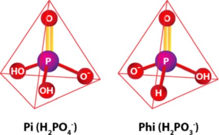 Phosphate vs Phosphite: Part Three | Progressive Crop Consultant