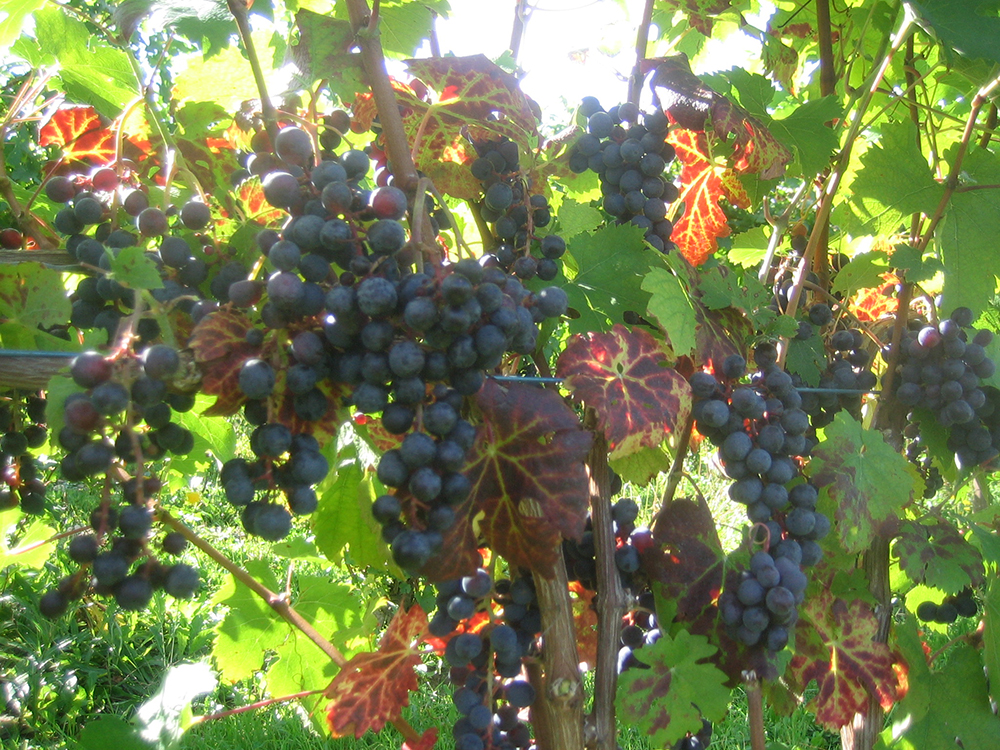 Spatial Roguing: A Novel Leafroll Disease Management Response ...