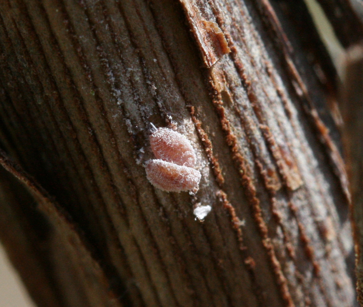 Spatial Roguing: A Novel Leafroll Disease Management Response ...