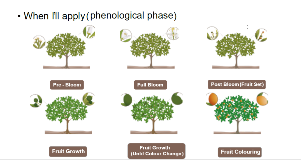 Using Plant Nutrition and Biostimulant Products to Continue Citrus ...