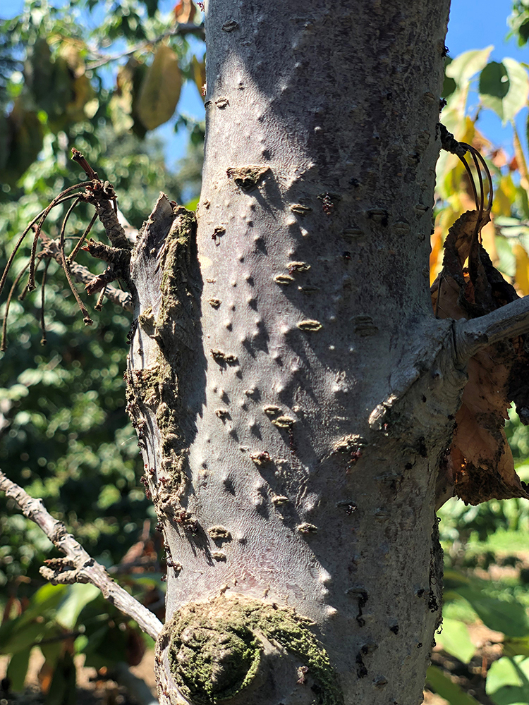 Fungal Canker Diseases of Sweet Cherry Improving Disease Management ...