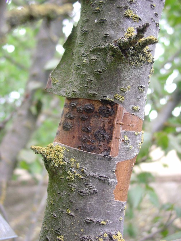 Fungal Canker Diseases of Sweet Cherry Improving Disease Management ...