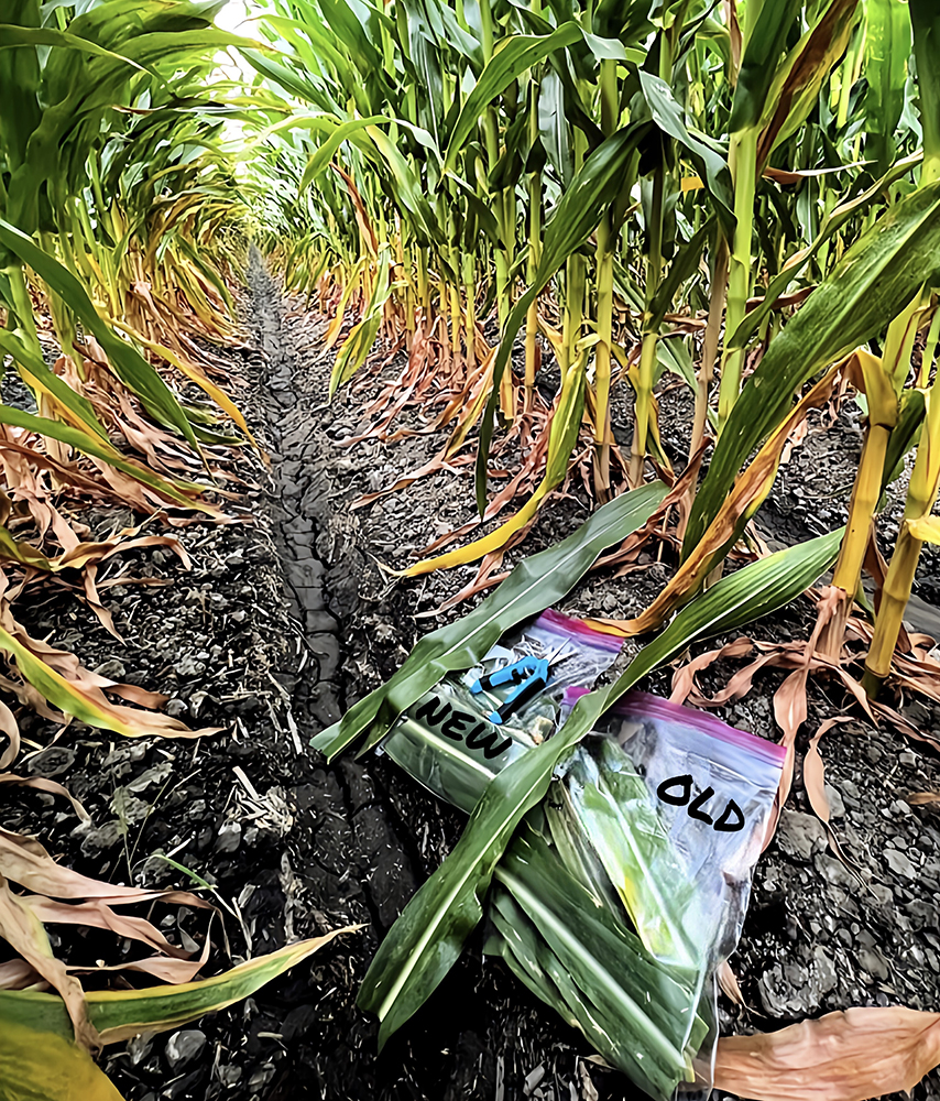 The Difference Between Leaf Tissue and Sap Analyses | Progressive Crop ...