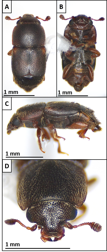 Ecology, Monitoring and Management of Carpophilus Beetle: A New ...