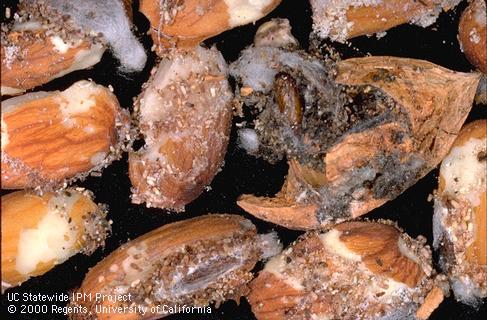 Ecology, Monitoring and Management of Carpophilus Beetle: A New ...