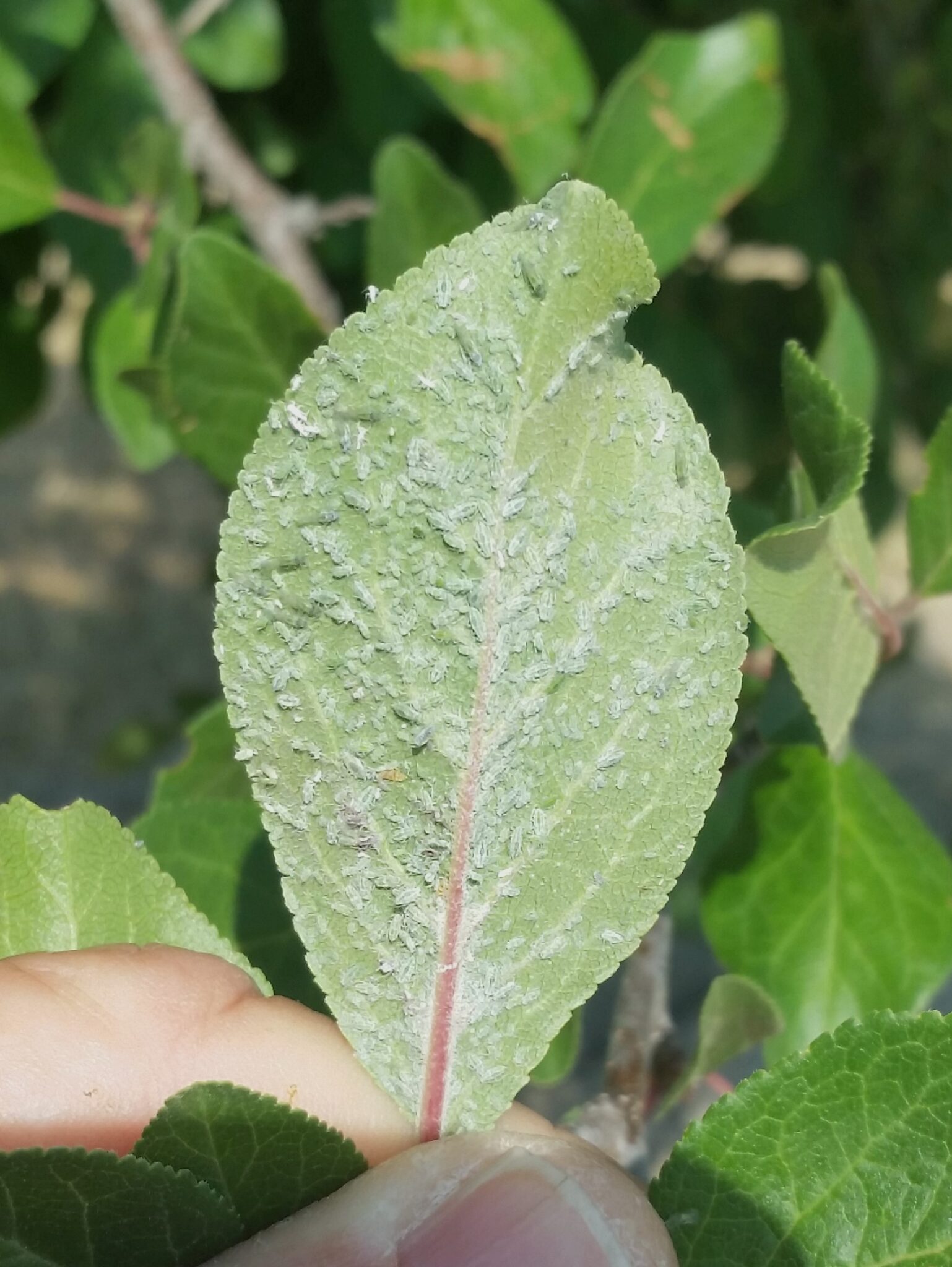 Prune Integrated Pest Management | Progressive Crop Consultant