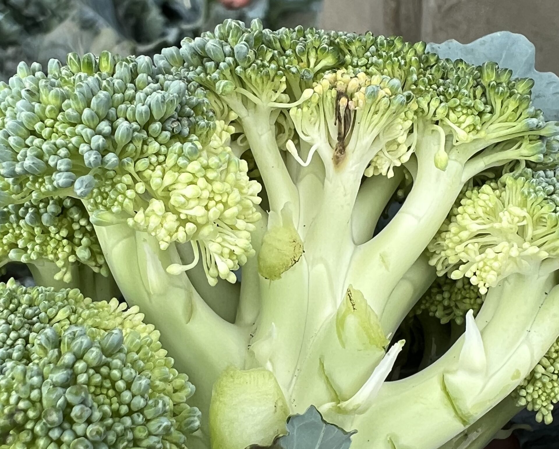 Research Update on Broccoli Alternaria Head Rot Management ...