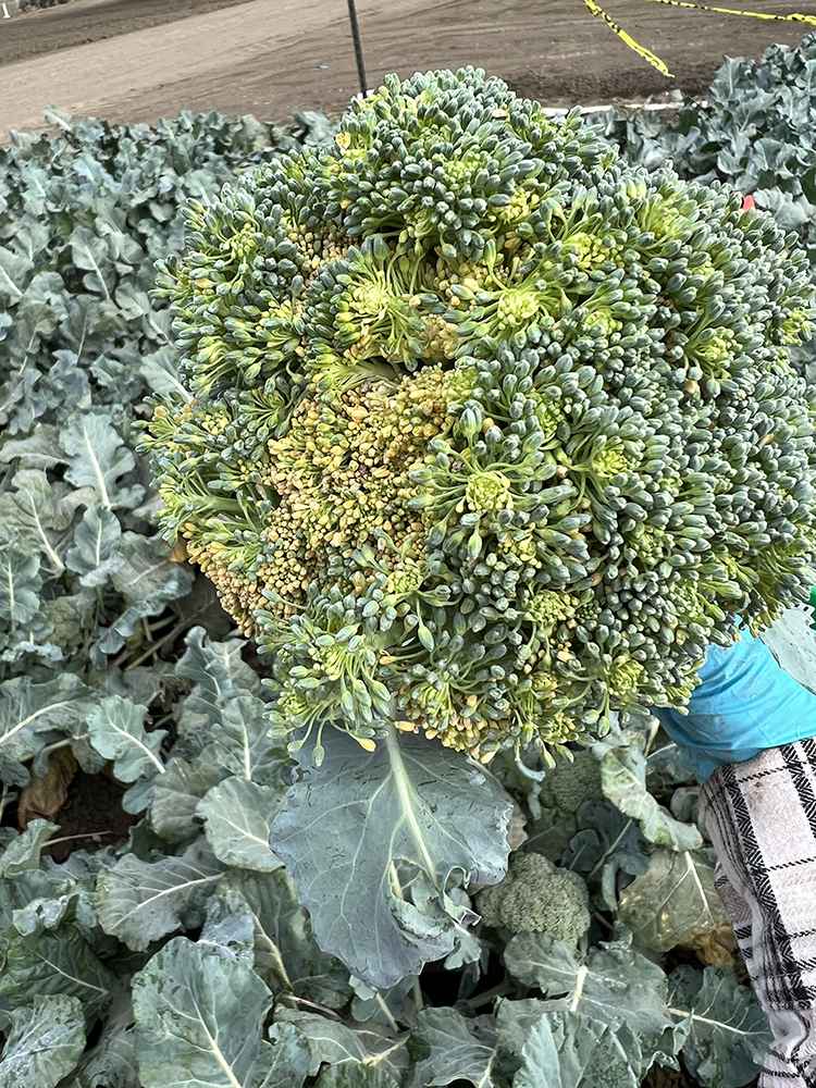 Research Update on Broccoli Alternaria Head Rot Management ...