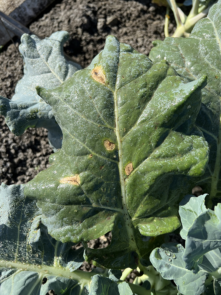 Research Update on Broccoli Alternaria Head Rot Management ...