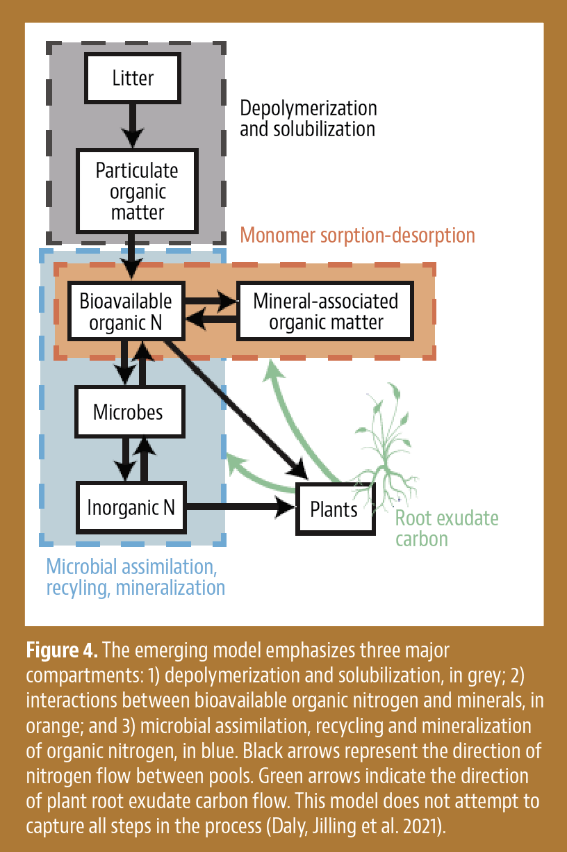 An Overview of Nitrogen Mineralization in Organic Agriculture ...